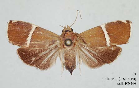 Papua Insects Foundation (Lepidoptera/Immidae/Imma albifasciella)